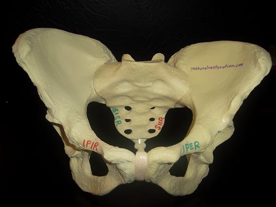 Full Female Pelvis with Moveable L5 and SI Joints - Postural ...