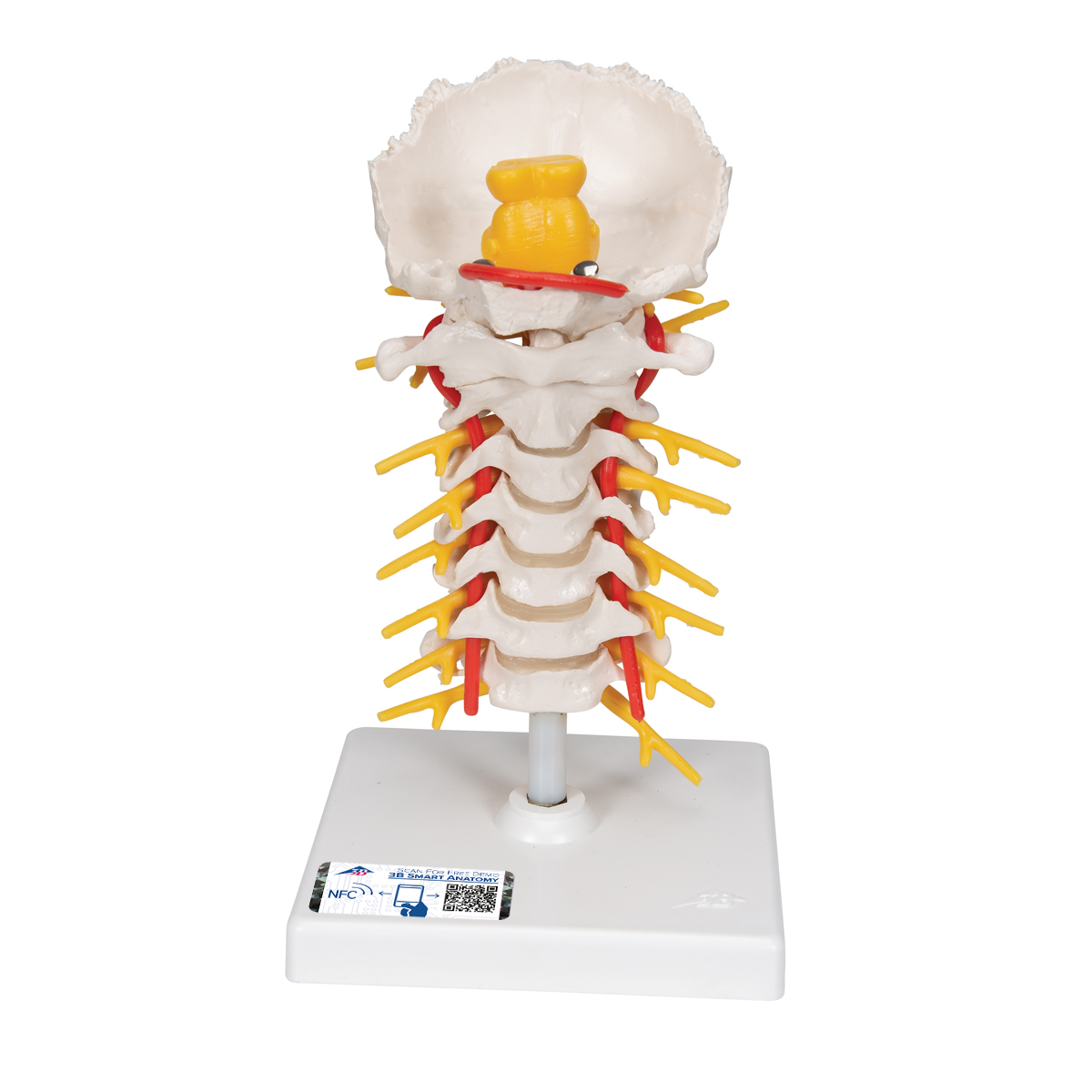 Cervical Spinal Column - Postural Restoration Institute