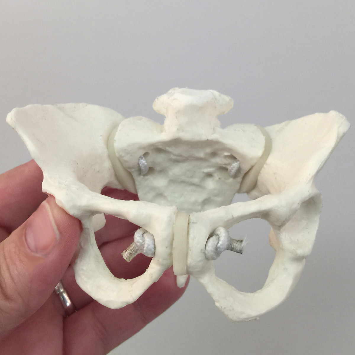 Mini Pelvis Model - Postural Restoration Institute
